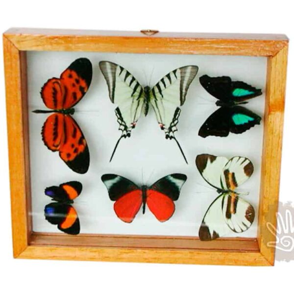 Mounted Butterfly Frames & Domes
